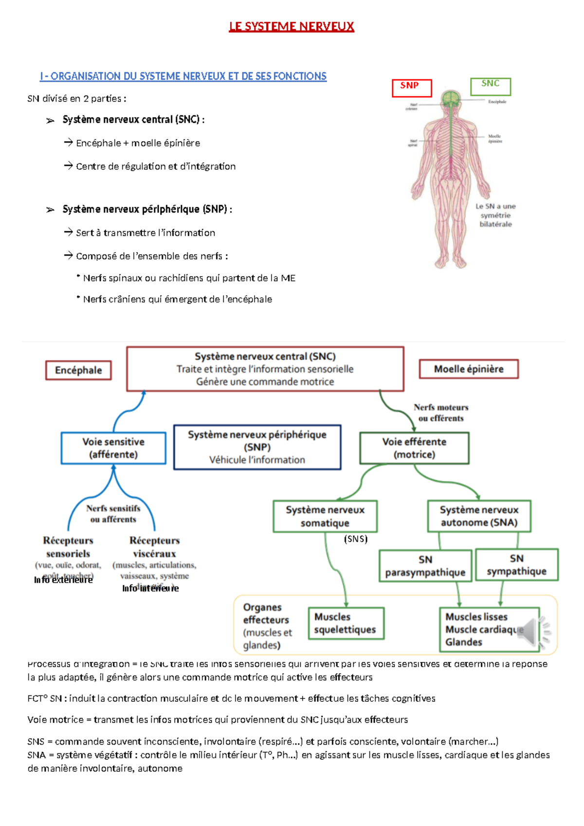 LE Systeme Nerveux - LE SYSTEME NERVEUX I - ORGANISATION DU SYSTEME ...