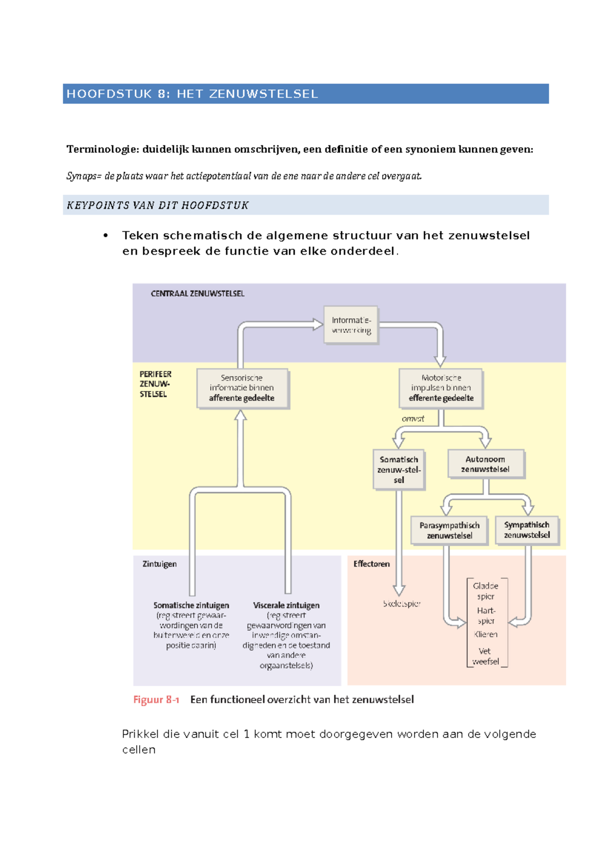Ana Fys Hoofdstuk 8 Het zenuwstelsel - HOOFDSTUK 8: HET ZENUWSTELSEL ...