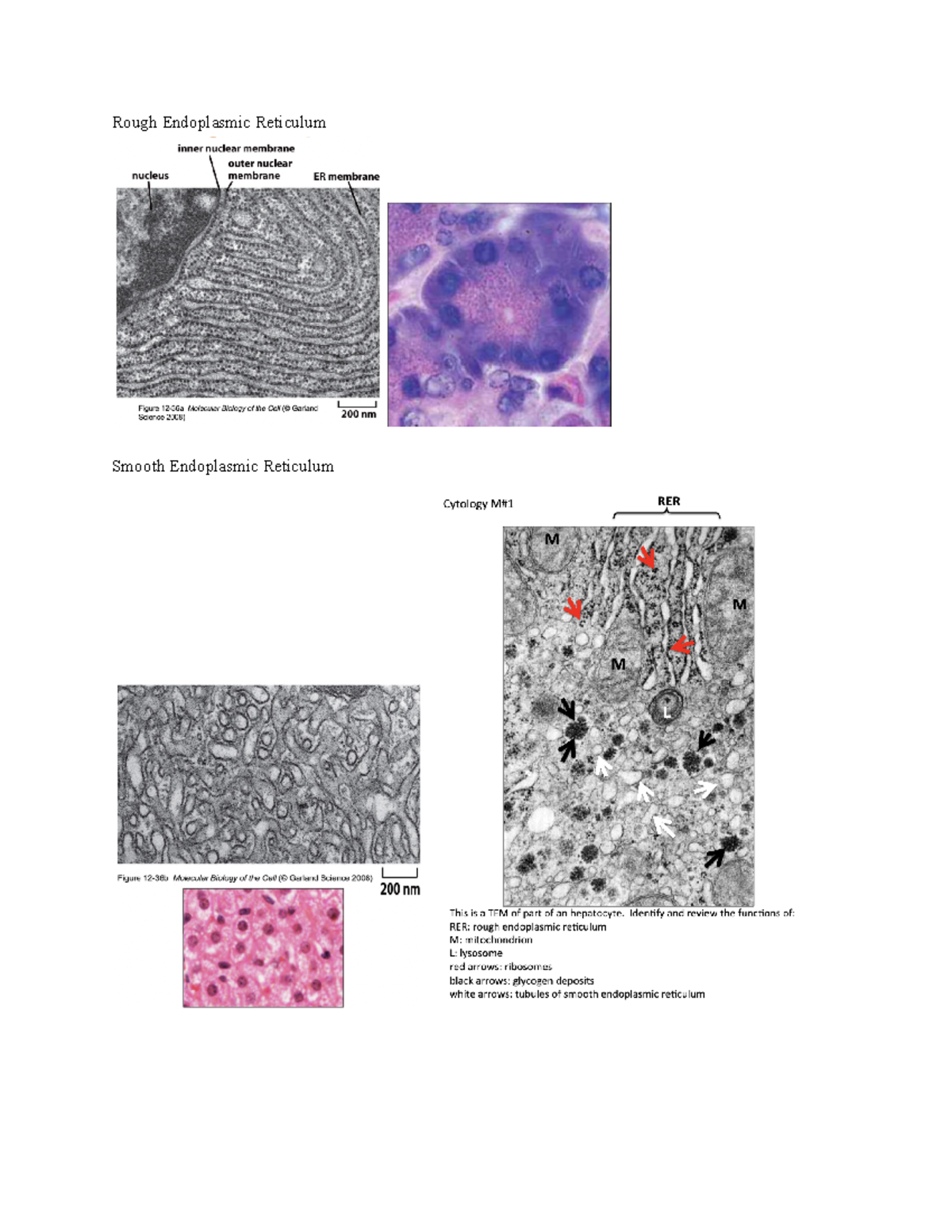 Histology 4070 basic tissues Epithelium - Rough Endoplasmic Reticulum ...