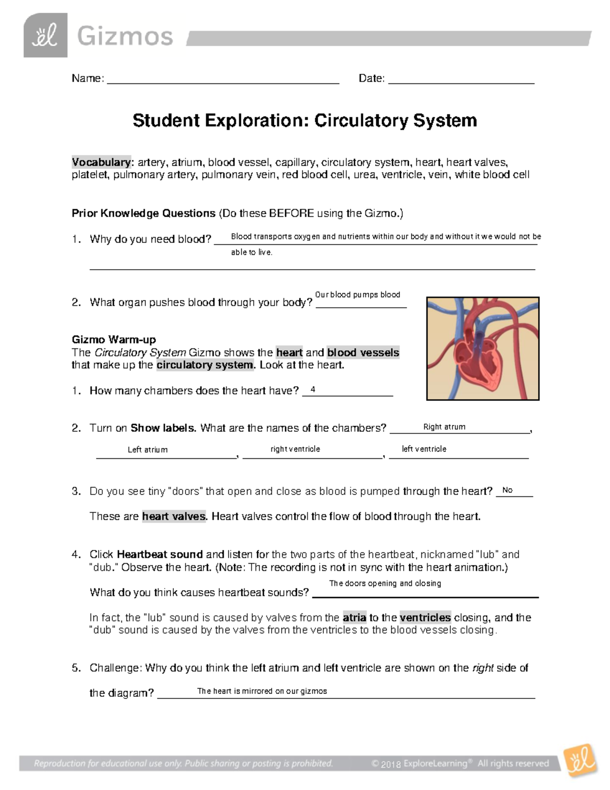 Circulatory System Gizmos - Name ...