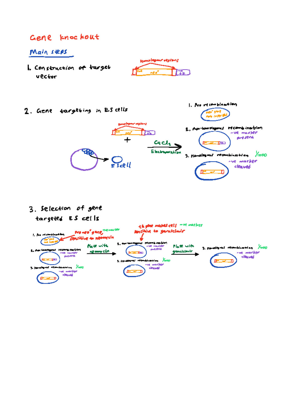 Gene Knockout - Gene knockout ÉÉÉin of target vector ####### DJing Gene ...