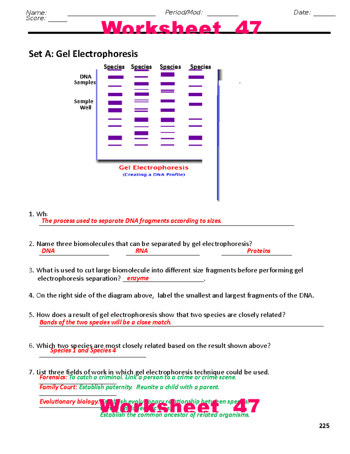 State Labs 2 - non - Set A: Gel Electrophoresis What is gel ...
