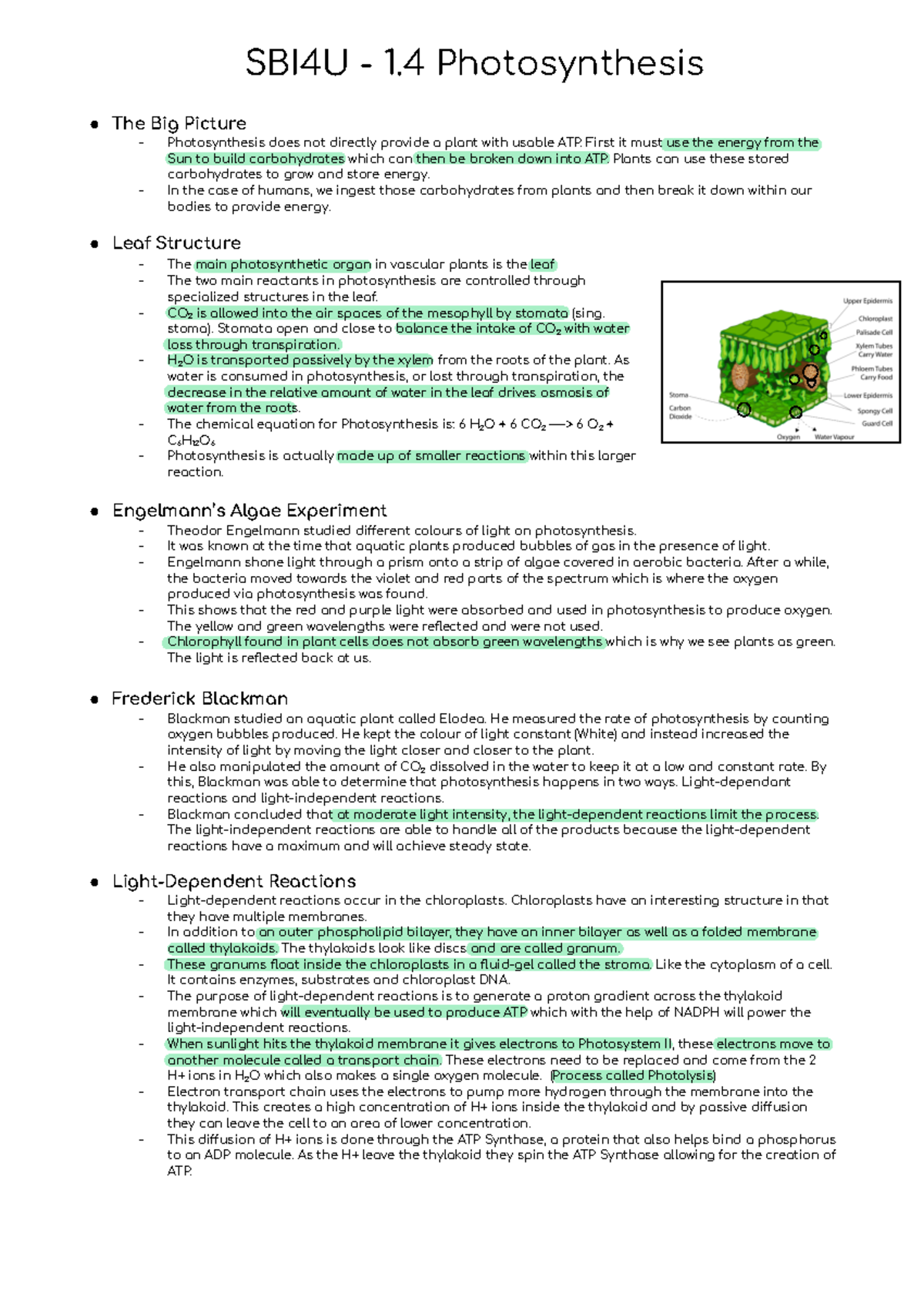 SBI4U - 2.4 Photosynthesis - SBI4U - 1 Photosynthesis The Big Picture ...