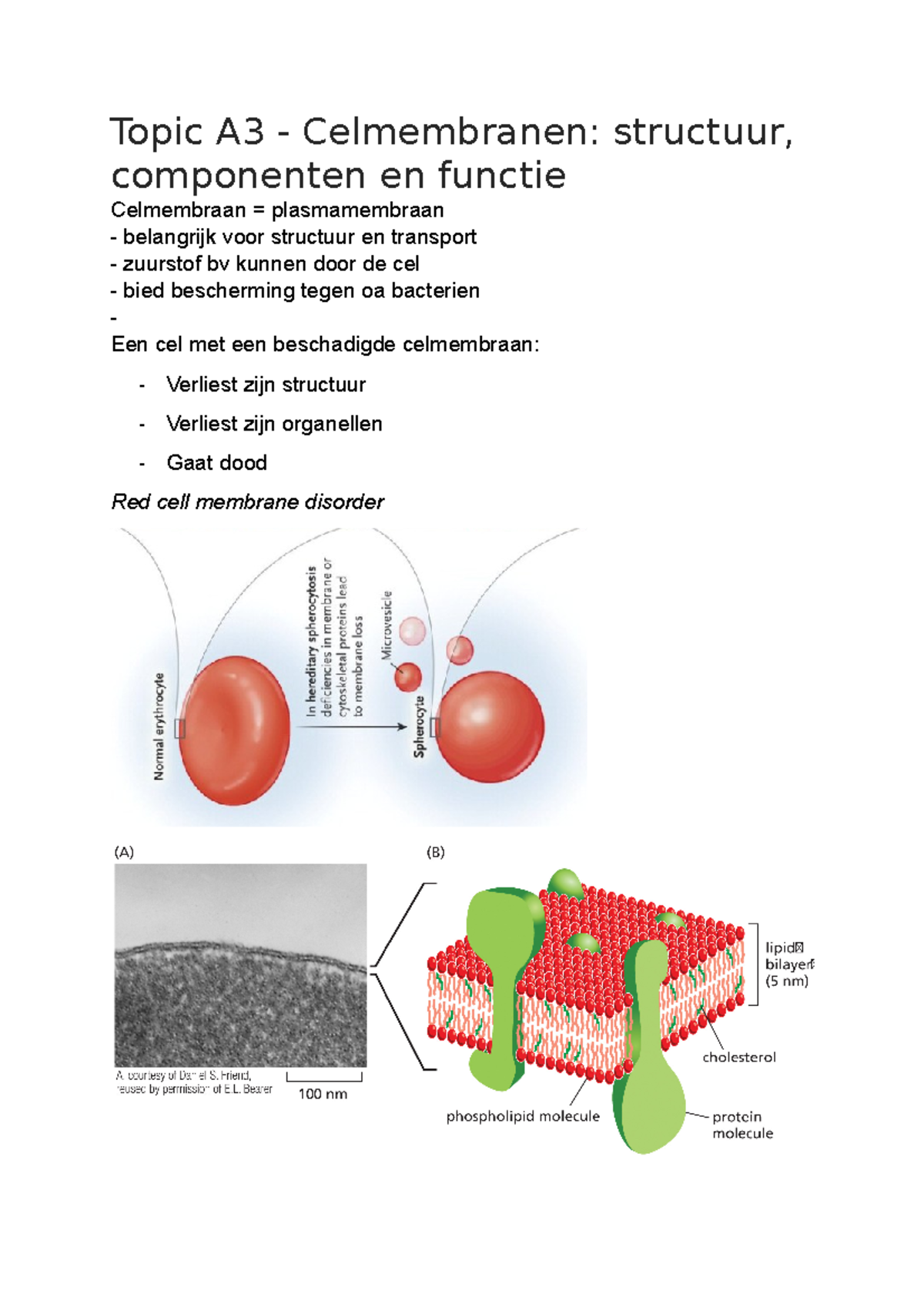 Topic A3 celbiologie - Topic A3 - Celmembranen: structuur, componenten ...