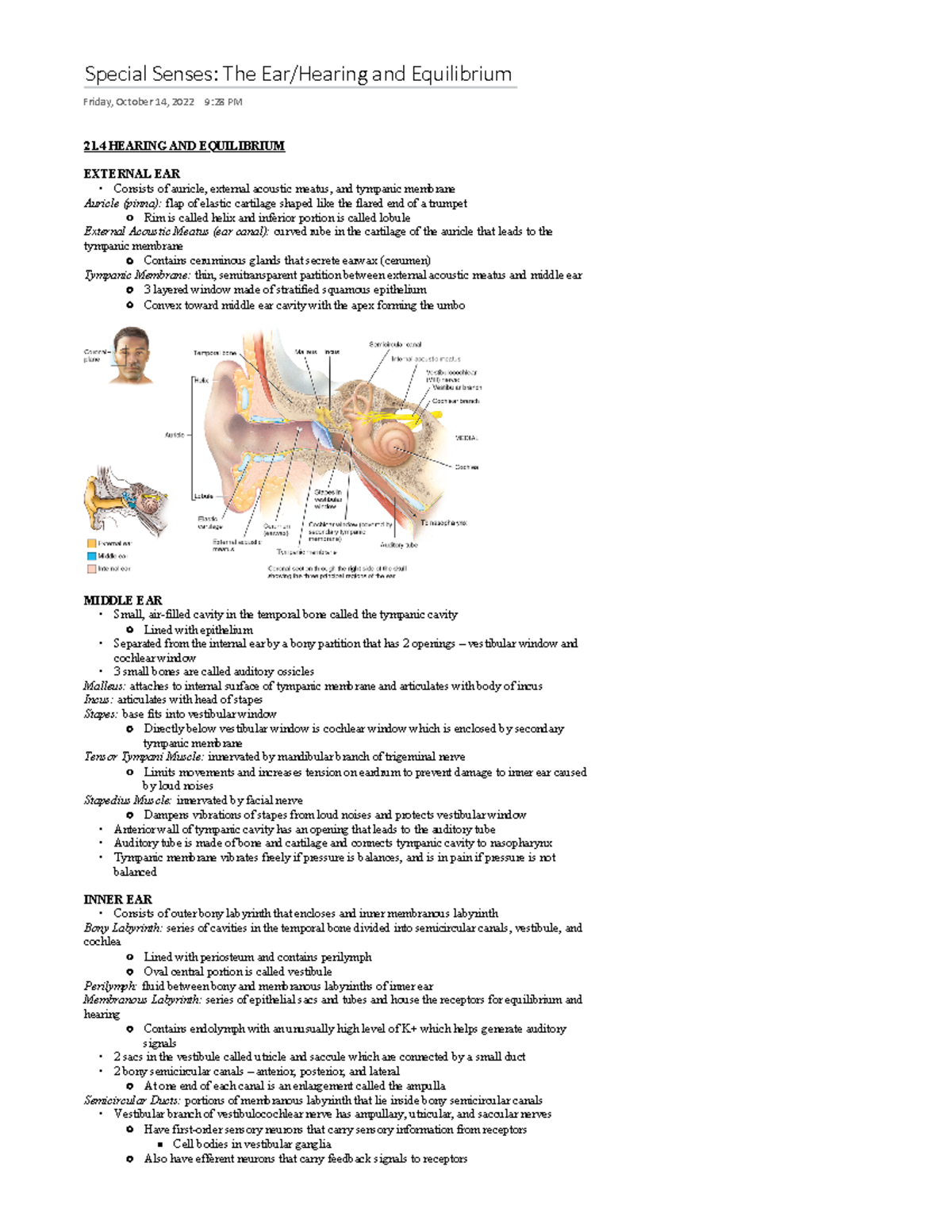 Anat 215 notes - hearing and equilibrium - Special Senses: The Ear ...