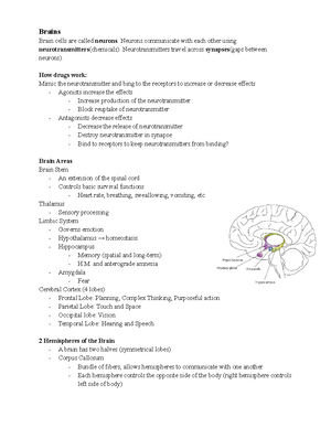 Handout 2- Ch. 2 Neuroscience - Intro Psych Handout 2: Chapter 2 ...