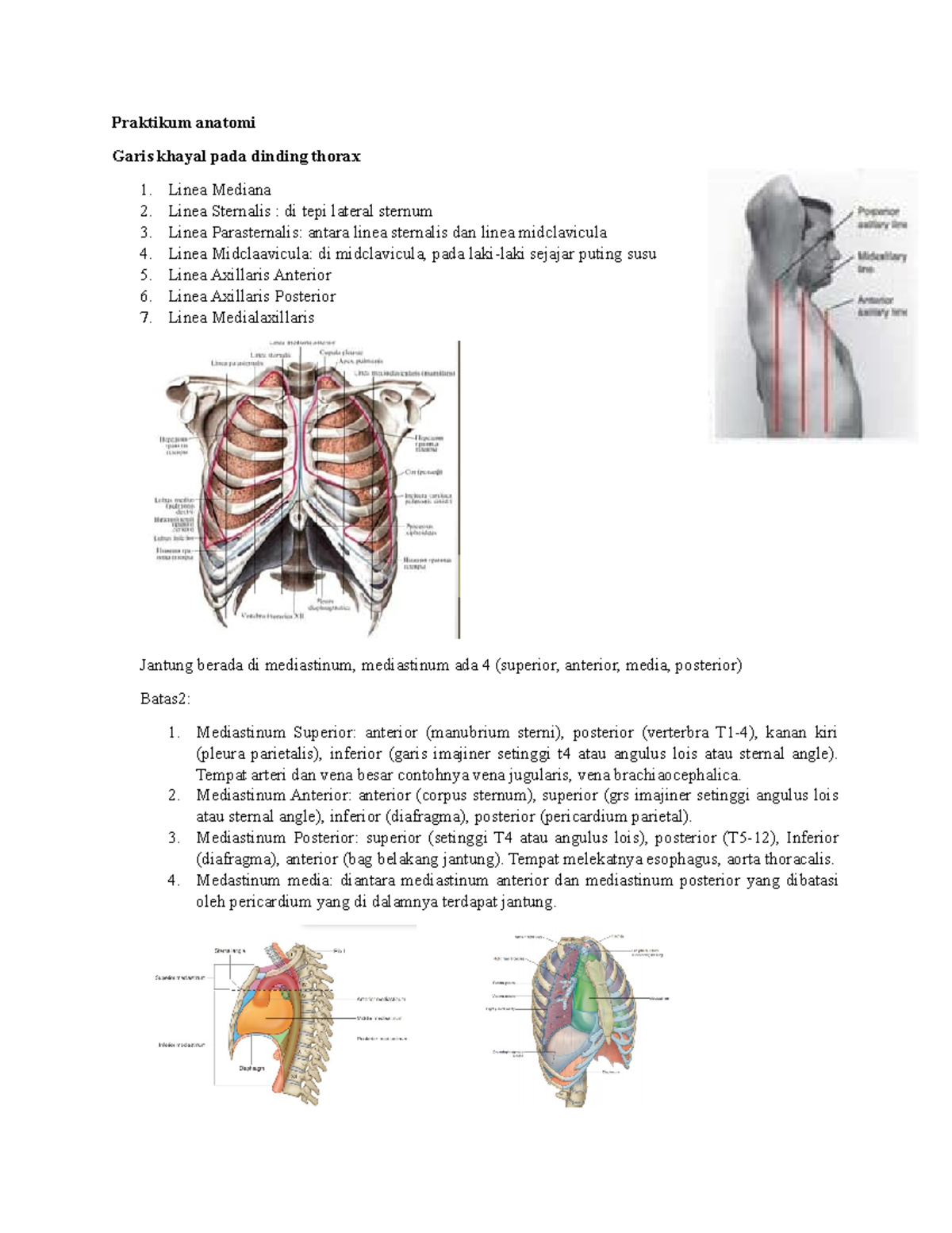 Catatan praktikum Anatomi Kardiovaskular - Praktikum anatomi Garis ...