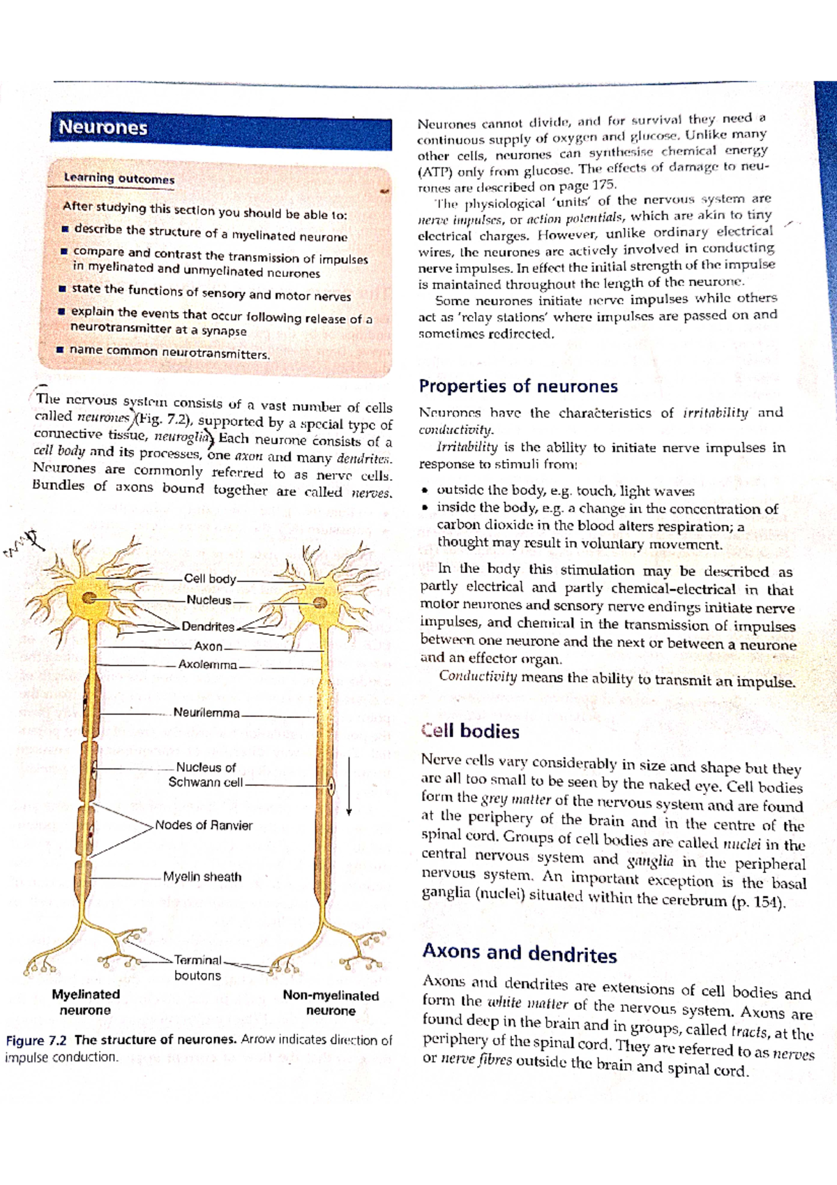 Properties of Neurones - Humman Antomy And physiology - Studocu