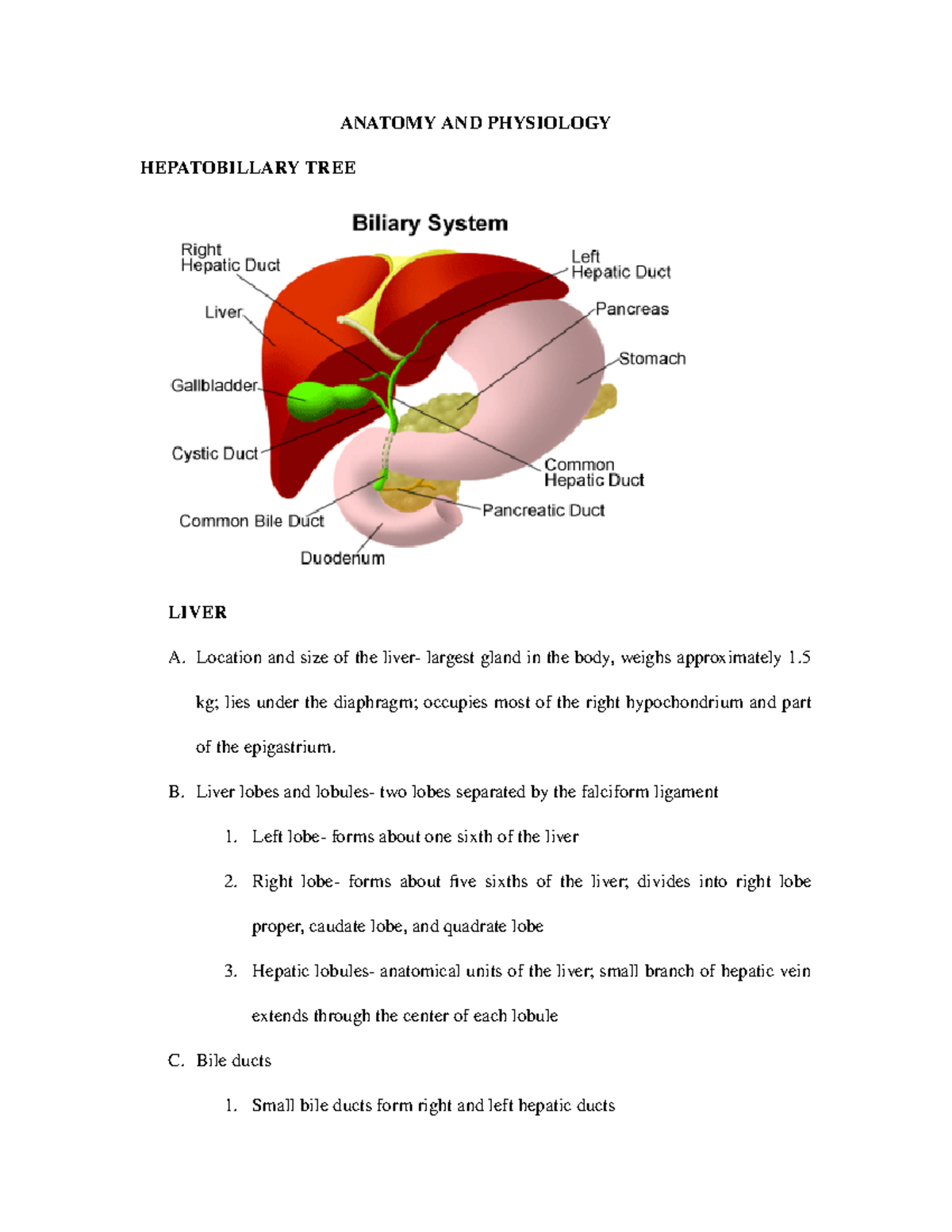 Biliary system - ANATOMY AND PHYSIOLOGY OF THE HEPATOBILLARY TREE ...