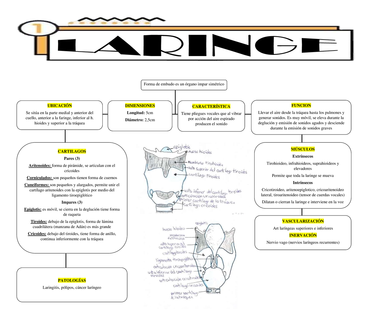 Laringe MAPA Conceptual - Forma de embudo es un órgano impar simétrico ...