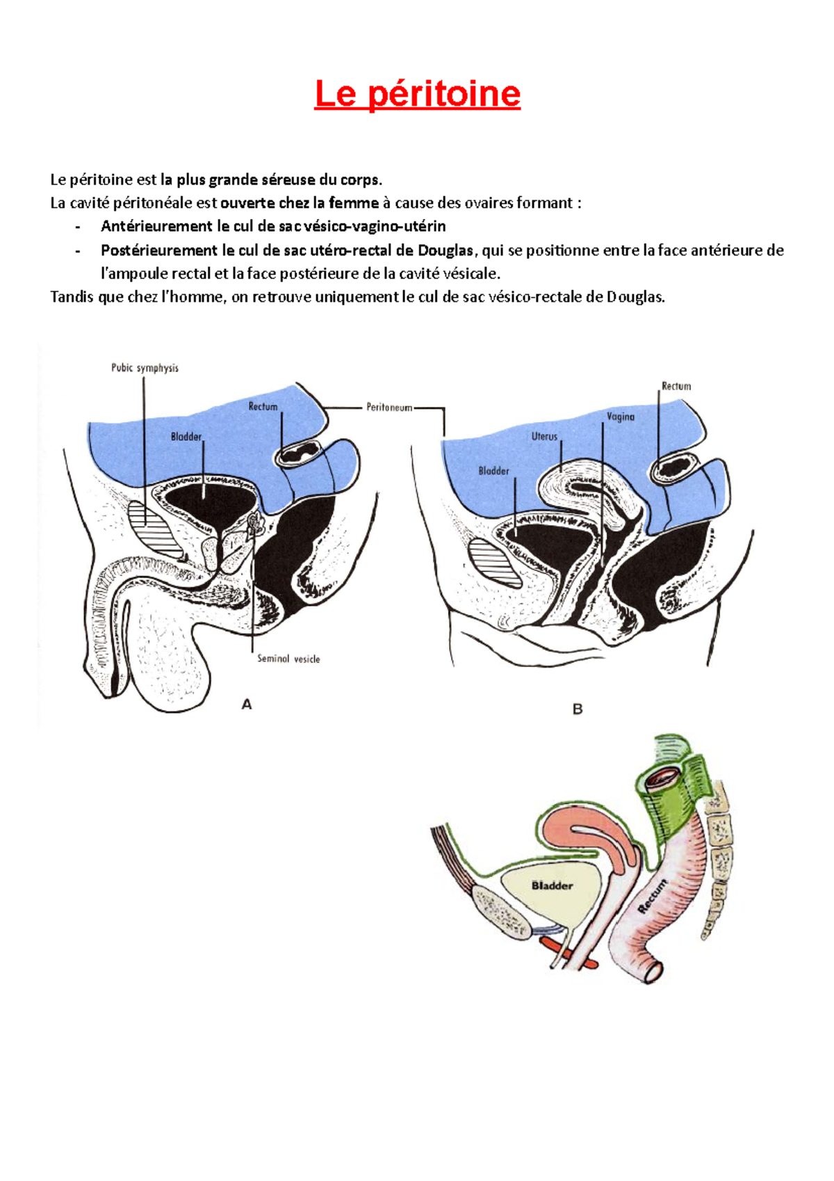 00. Le péritoine - Le péritoine Le péritoine est la plus grande séreuse ...