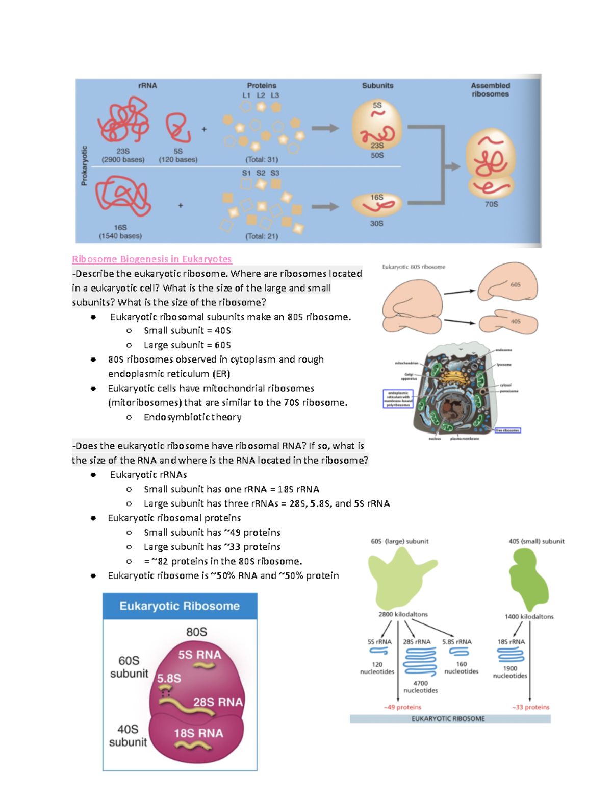 BIO 344 Midterm 3-5 - ribosome biogenesis in eukaryotes - Ribosome ...