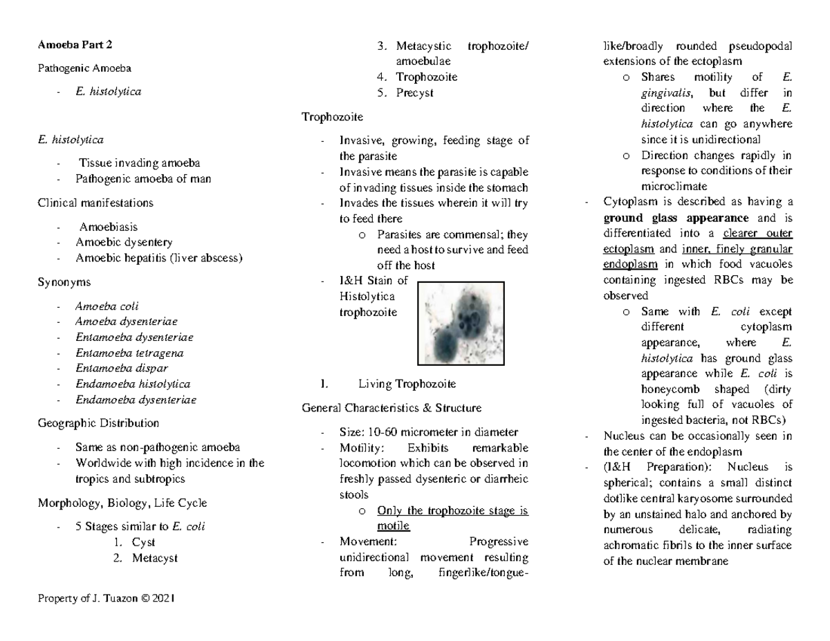 Amoeba Part 2 Notes - Amoeba Part 2 Pathogenic Amoeba - E. histolytica ...