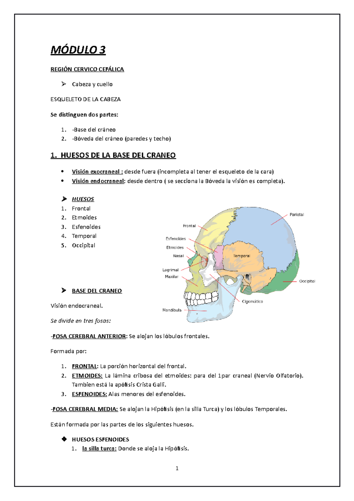 Módulo 3 Anatomía - APUNTES - MÓDULO 3 REGIÓN CERVICO CEFÁLICA Cabeza y ...