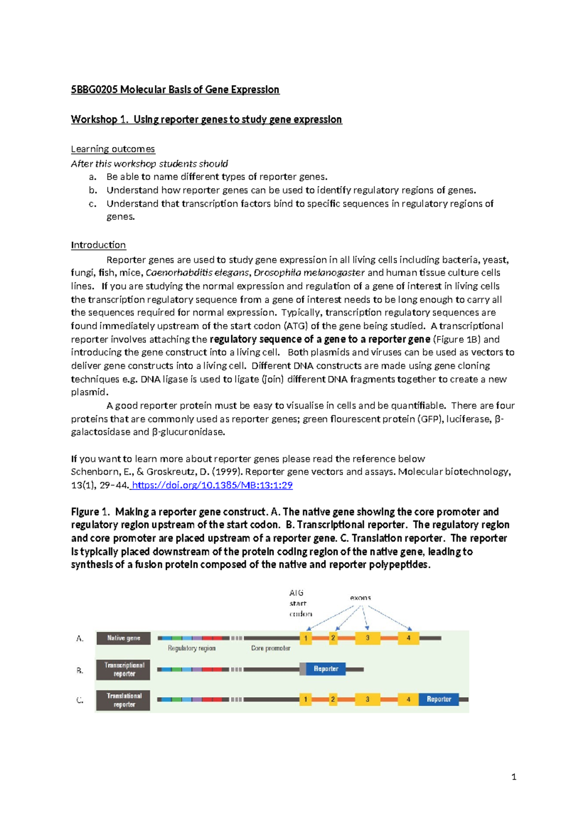W1 reporter genes - Workshop 1 - 5BBG0205 Molecular Basis of Gene ...