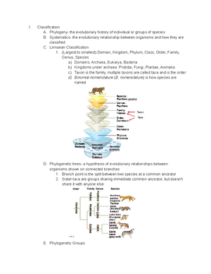 Bacteria Concept Map - Bacteria cocci bacilli spirals Nomenclature ...