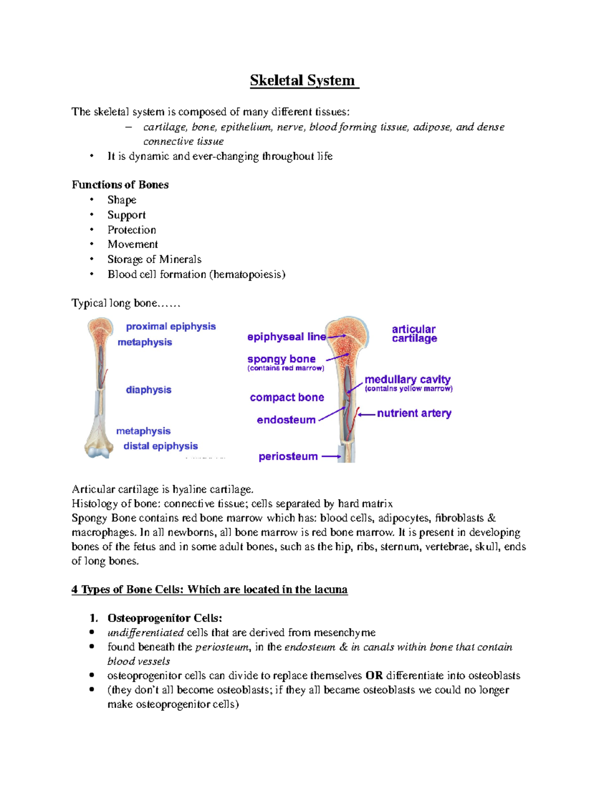 Anatomy Lecture Notes 2 - Skeletal System The skeletal system is ...