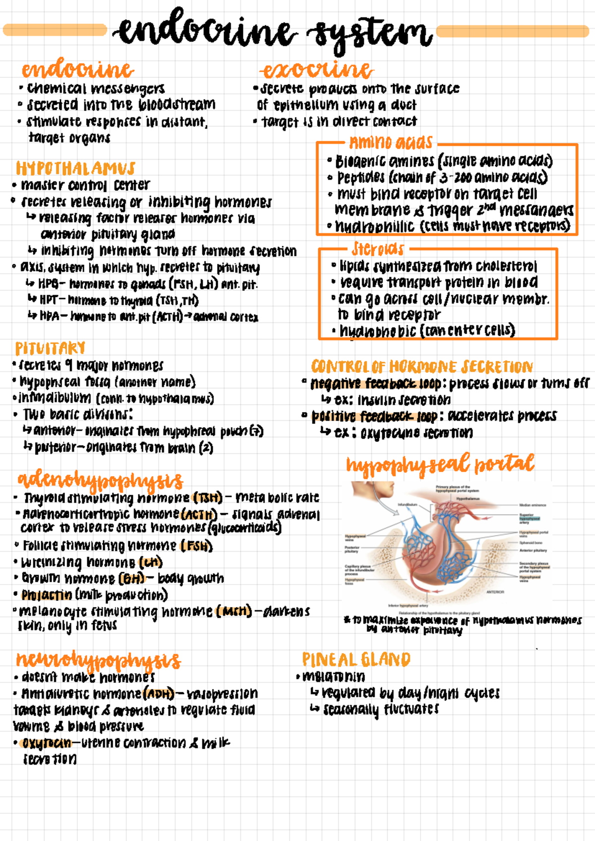 Unit 4 Lecture 1 (Endocrine Glands) - endocrine system endocrine ...