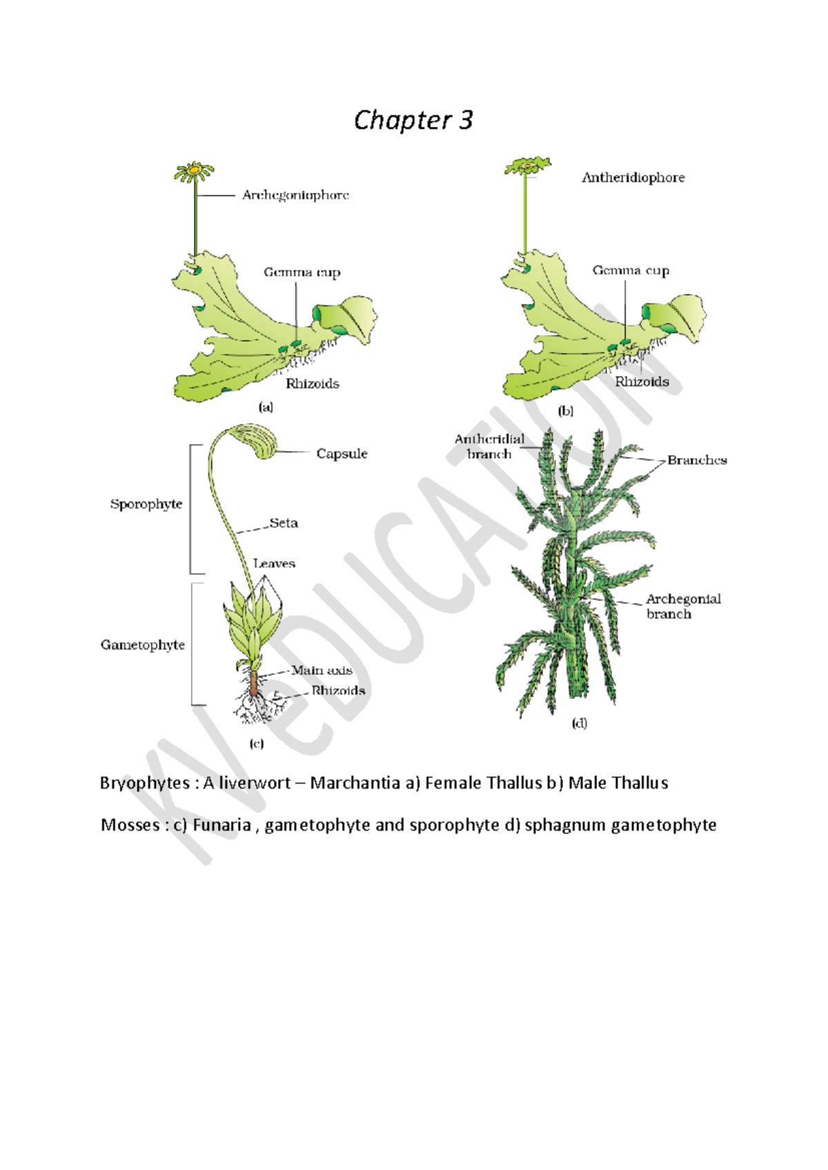 All Diagrams (Biology Ncert) - Biology SL - Chapter 3 Bryophytes : A ...
