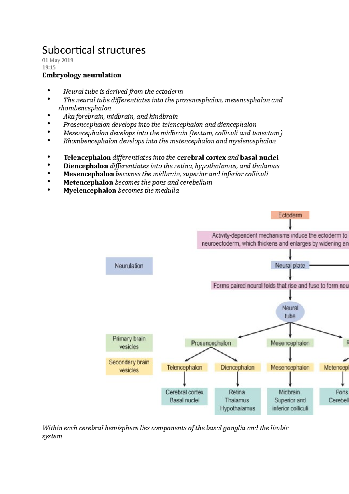 Subcortical structures - Studocu