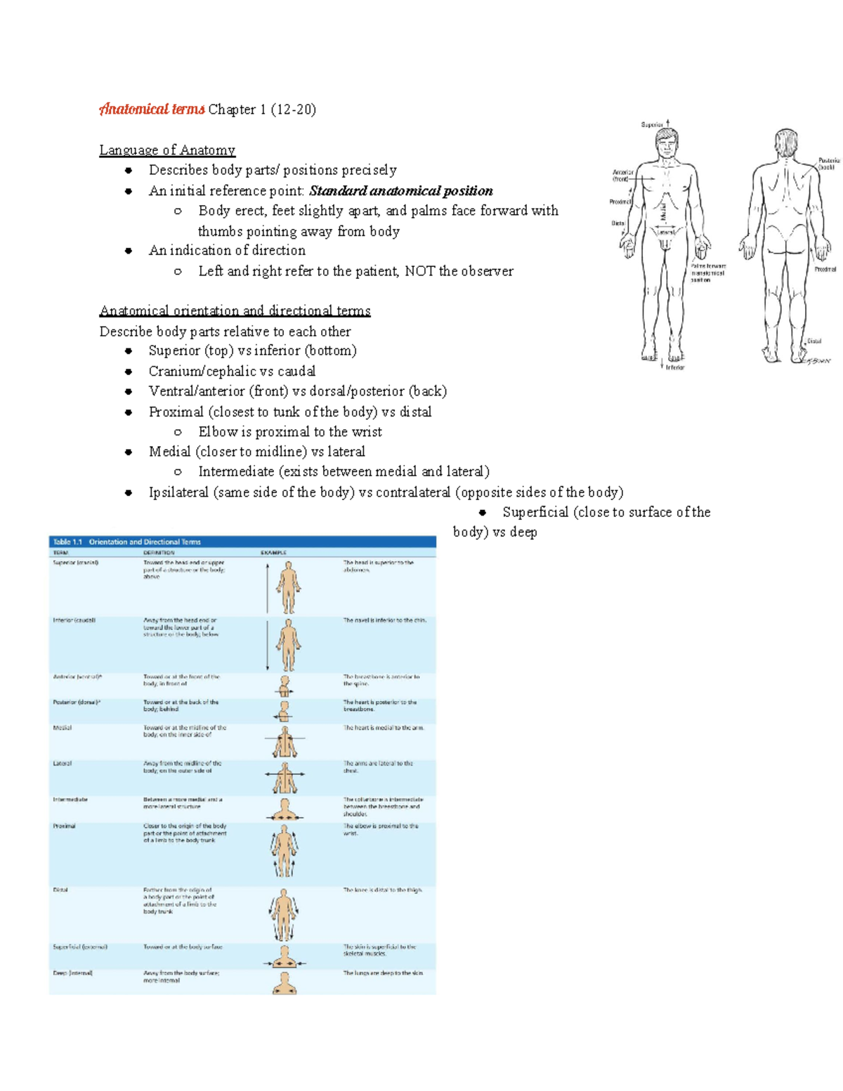 Anatomical terms Chapter 1 - Studocu