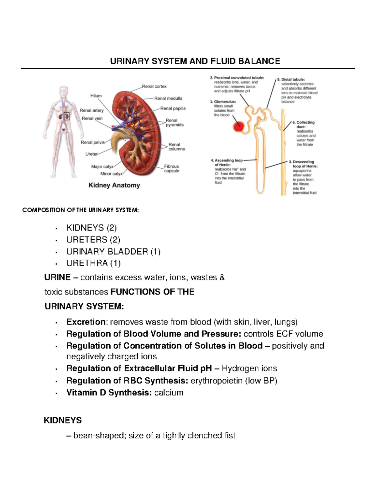 Urinary system - SUMMARY - URINARY SYSTEM AND FLUID BALANCE • KIDNEYS ...