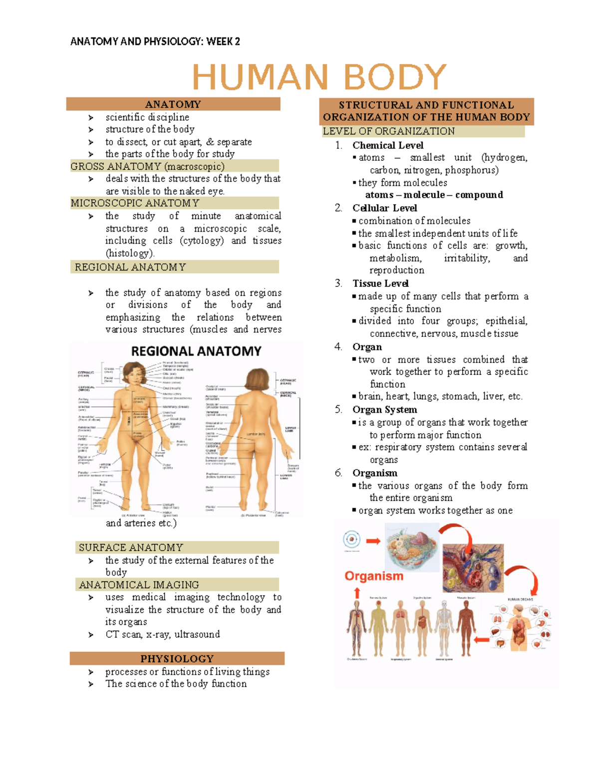 Human Body - HUMAN BODY scientific discipline structure of the body to dissect, or cut apart ...