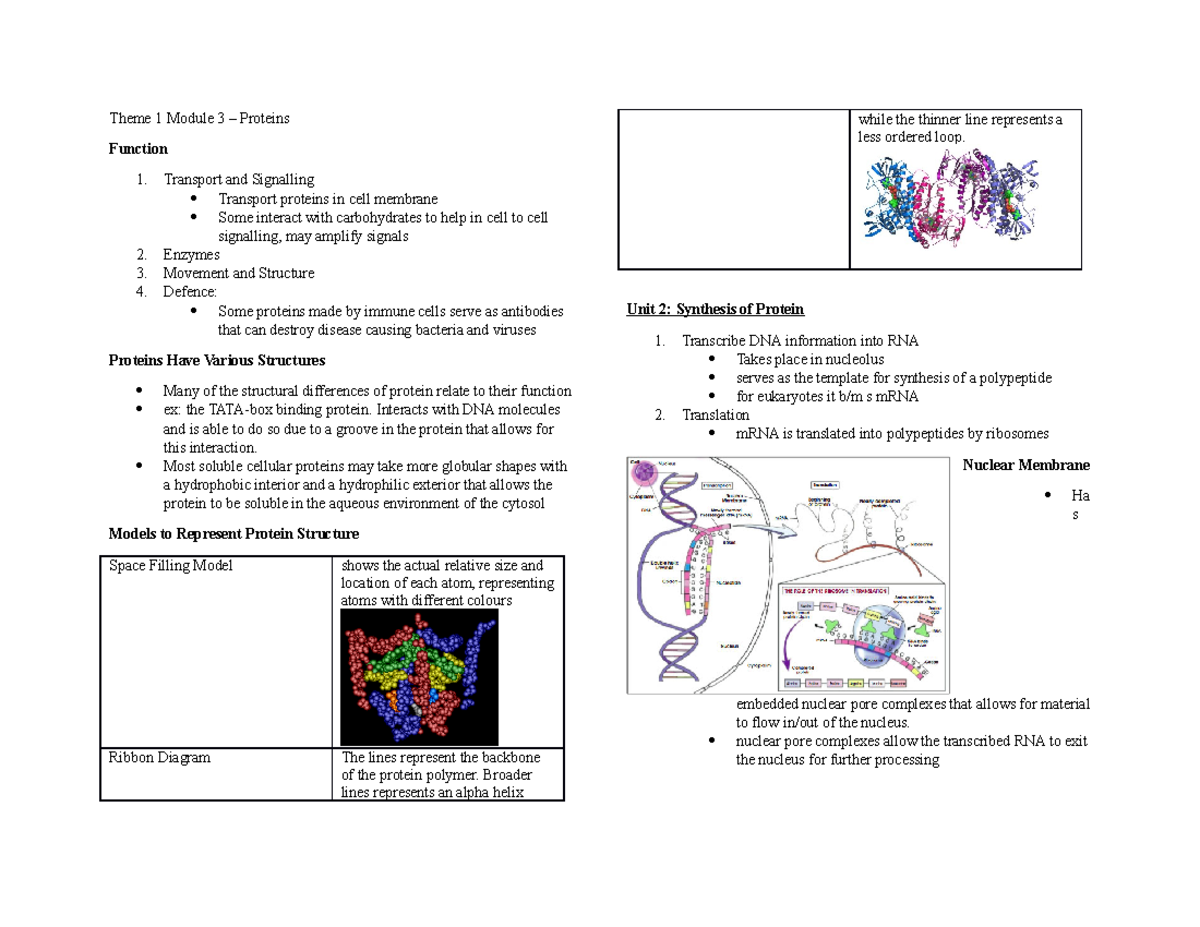Bio Theme 1 Module 3 - Protein - Theme 1 Module 3 – Proteins while the ...