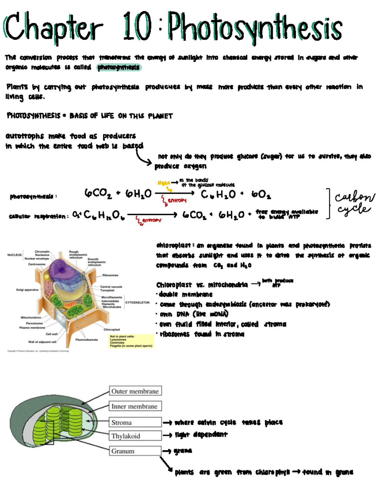 Chapter 10 photosynthesis - Chapter 10 : Photosynthesis The conversion ...