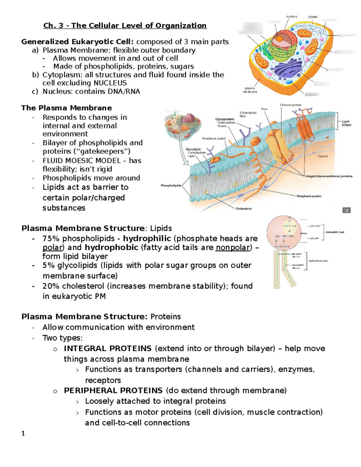 Chapter 3 Notes - Cellular Level of Organization - Ch. 3 - The Cellular ...