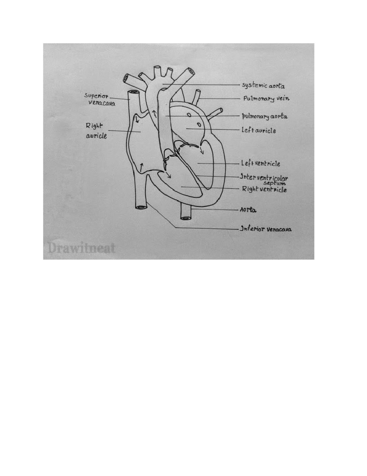 Heart - Summary Community Health - Studocu