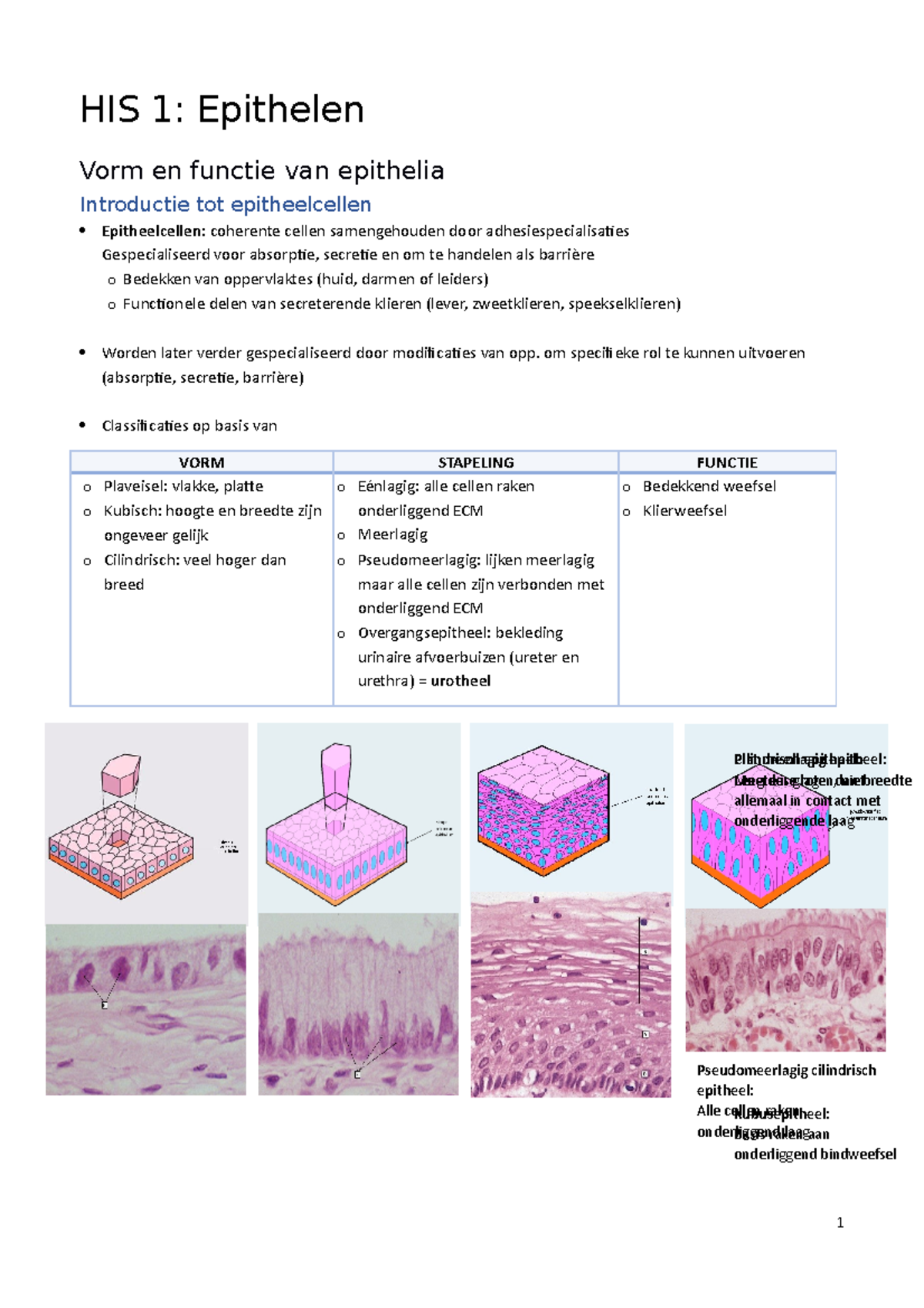 HIS 1 - Epithelia - HIS 1: Epithelen Vorm en functie van epithelia ...