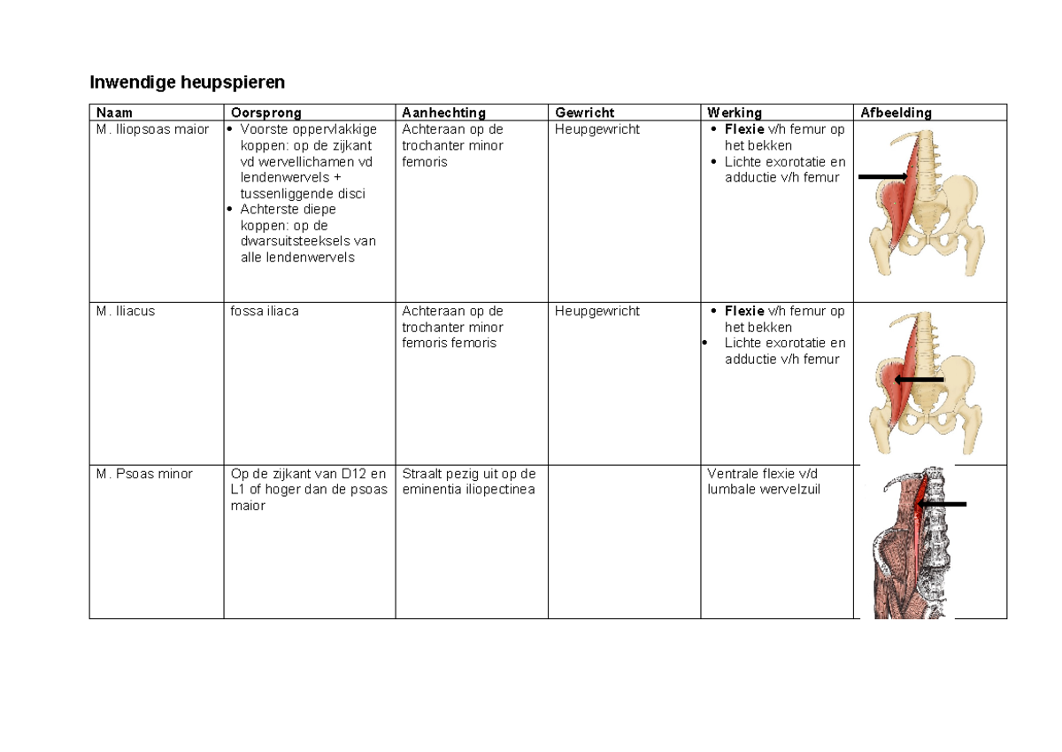 Spieren onderste lidmaat 1 - Inwendige heupspieren Naam Oorsprong ...