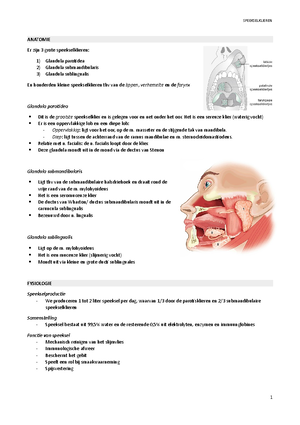 Anatomie- neus - De luchtweg Bovenste luchtweg Bronchiën & bronchiolen ...