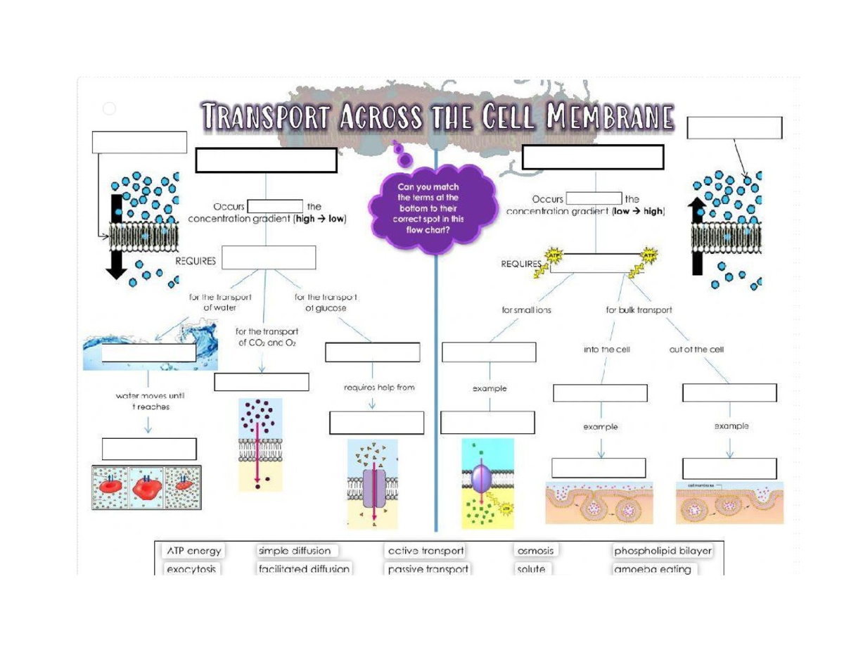 Membrane+Transport Worksheet - BIOL-2401 - Studocu