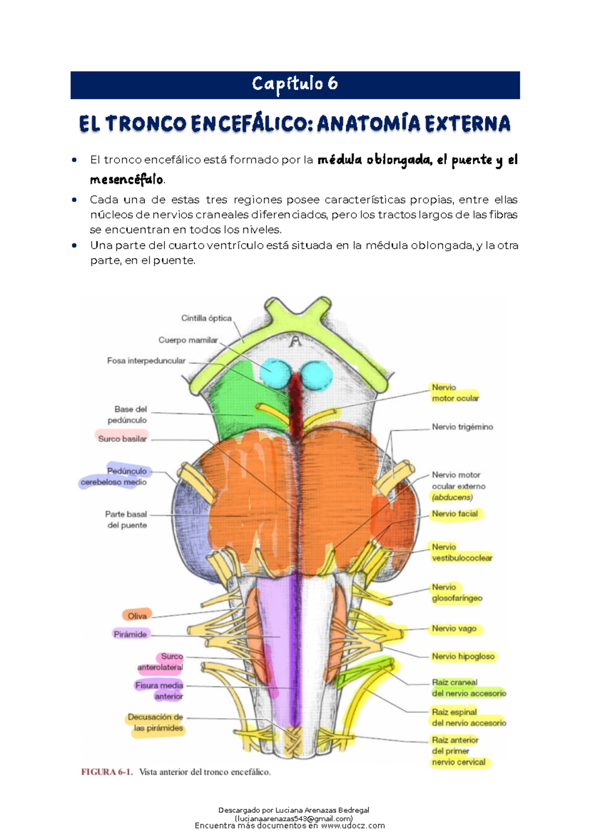 Tronco Encefálico Externo - CapÌtulo 6 El tronco encef·lico est· formado por la mÈdula oblongada ...