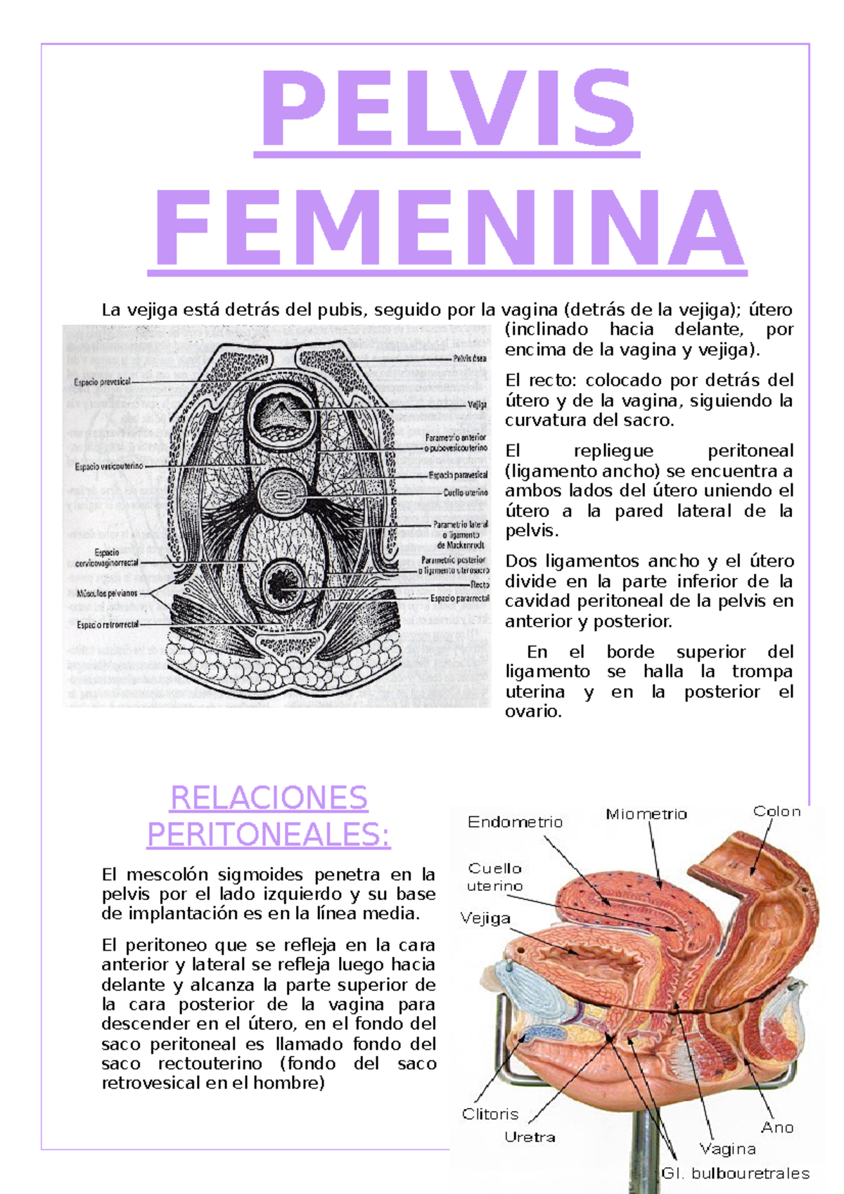 Pelvis Femenina 1 - Lecture notes 1 - PELVIS FEMENINA ####### La vejiga ...