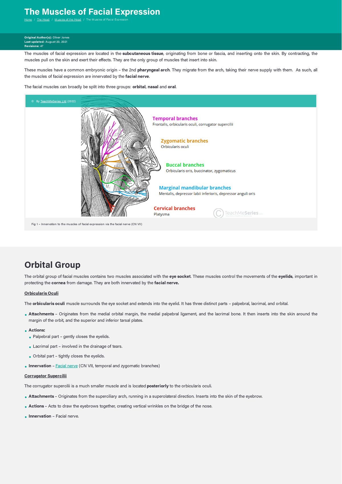 The Muscles of Facial Expression - By contracting, the muscles pull on ...