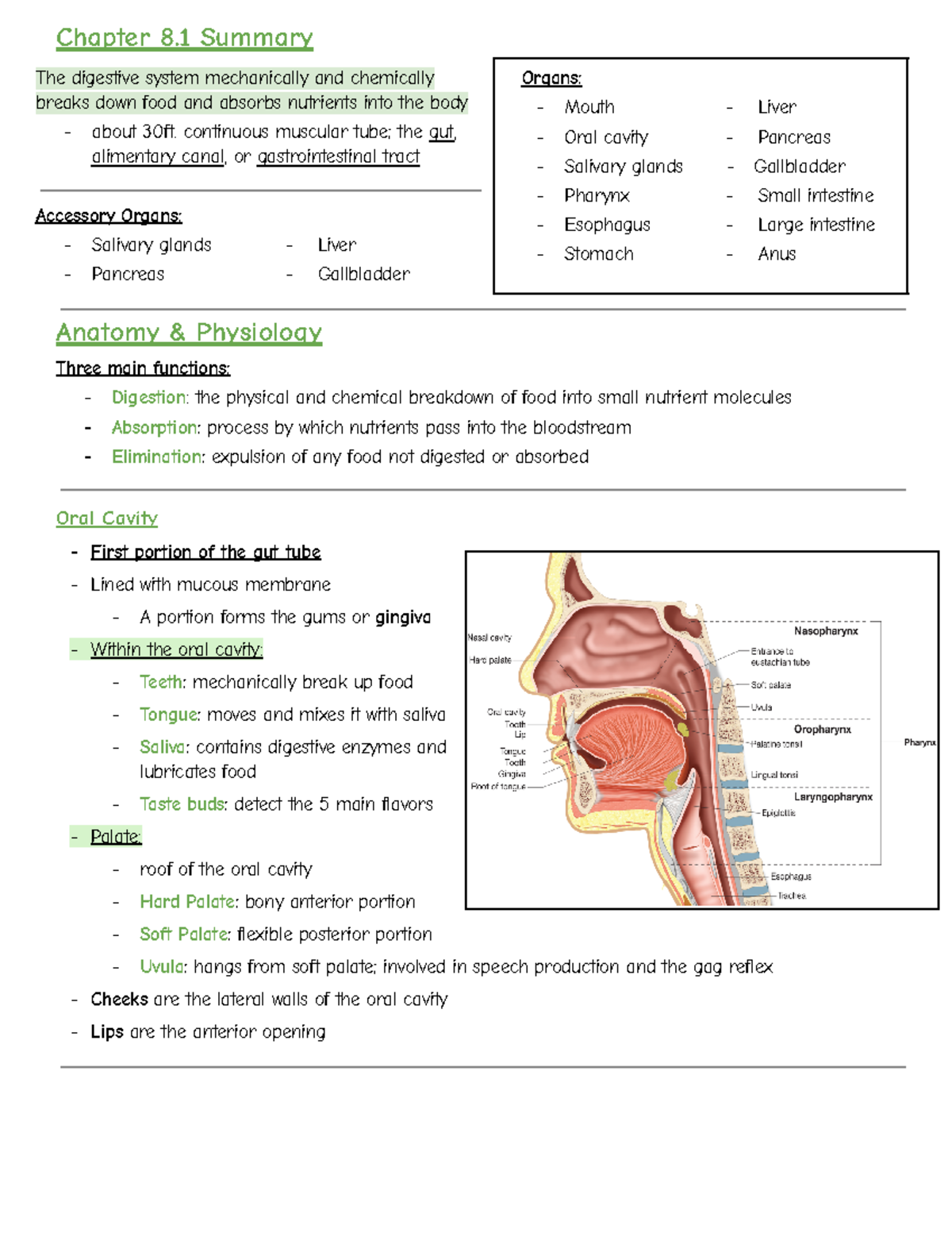 Chapter 8.1 - Digestive System Summary - Chapter 8 Summary The ...