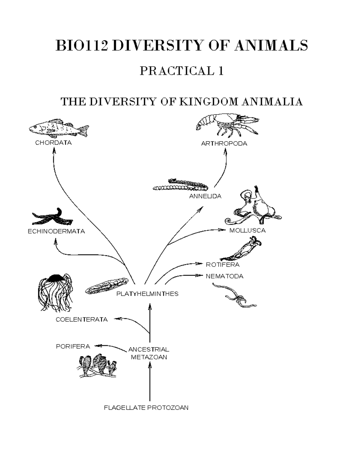 Diversity OF Animal; Practical - Plant Diversity and Animal diversity ...