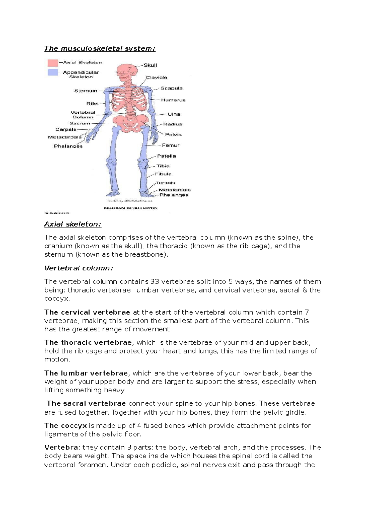 The musculoskeletal system - Unit 8 - The musculoskeletal system: Axial ...