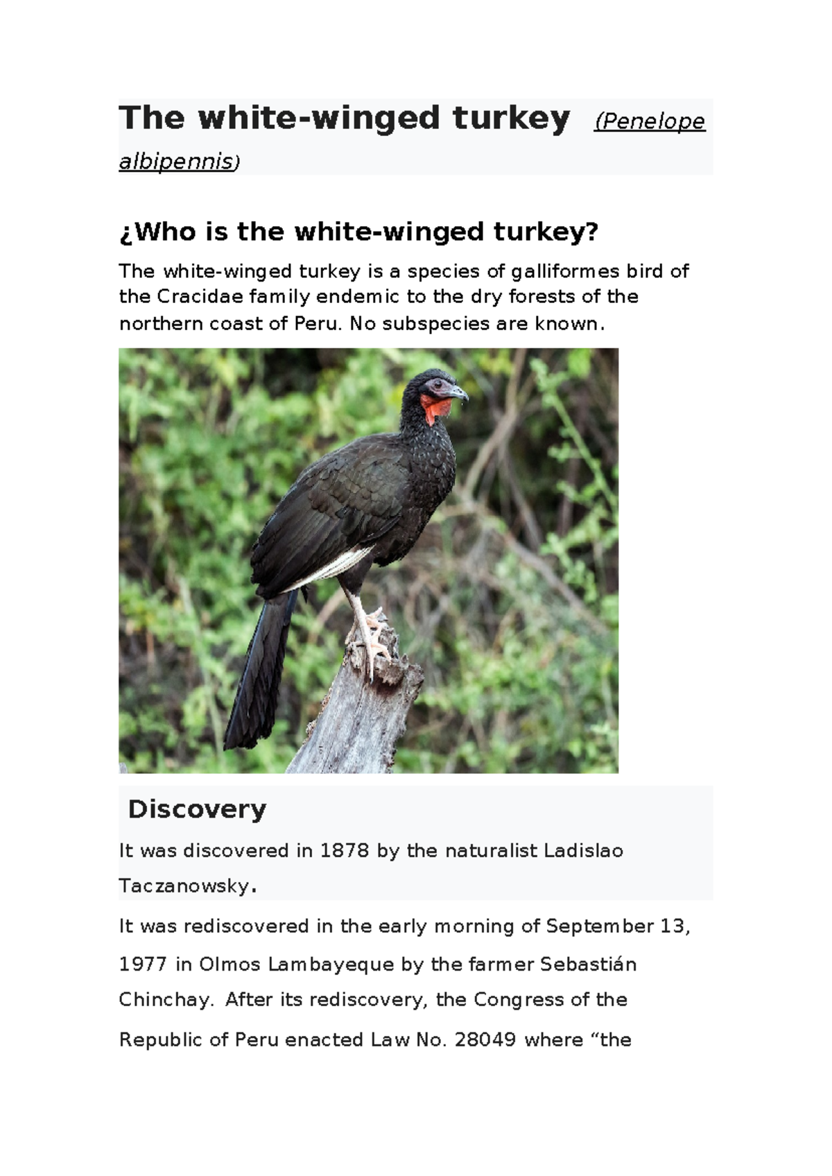 Trabajo ingles - otros - The white-winged turkey (Penelope albipennis ...