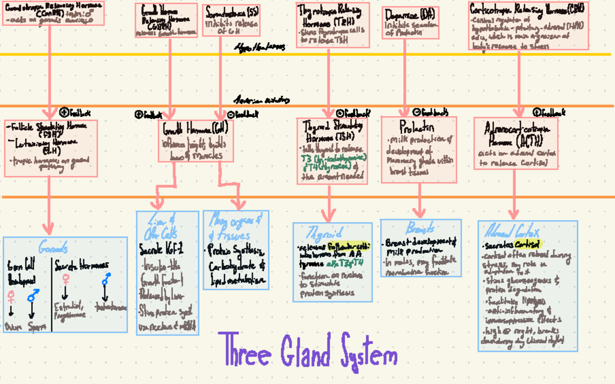 Three gland system summary - Gonadotropin Releasing Hormone - (GnRH ...