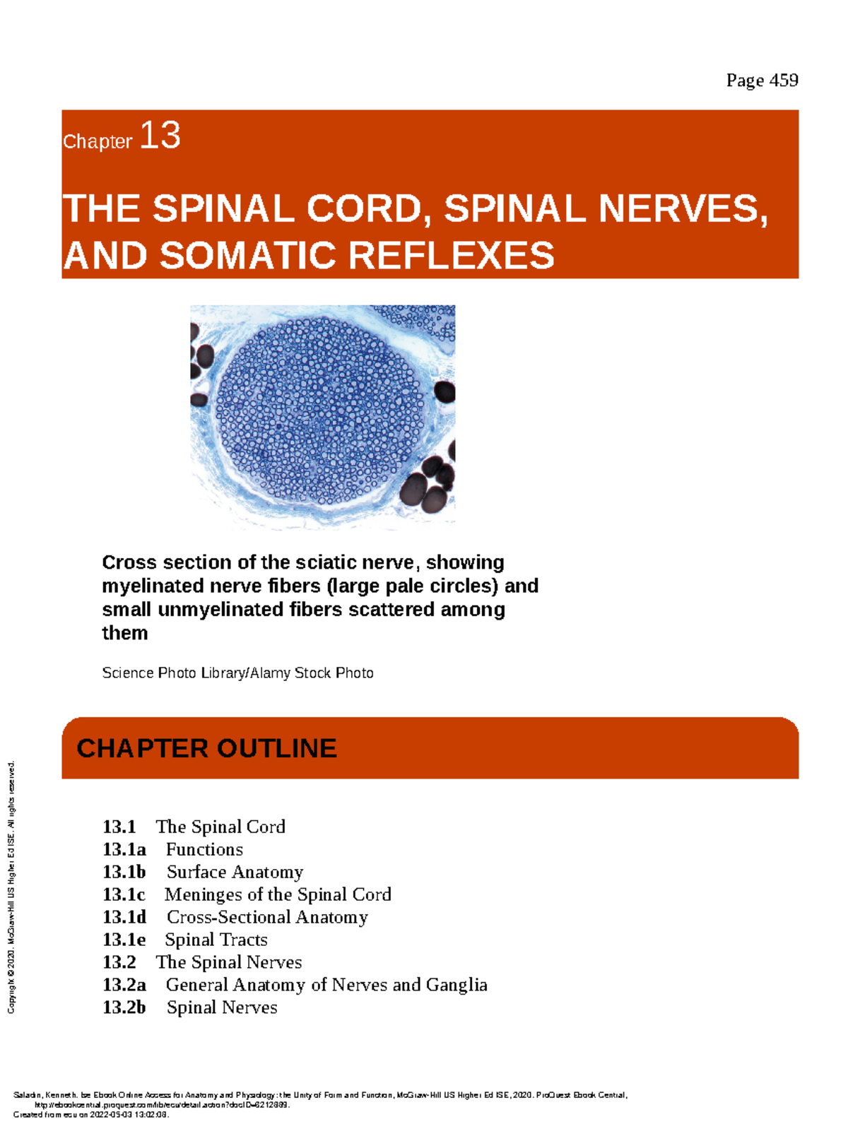 Ise Ebook Online Access for Anatomy and Physiology... - (Chapter 13 The ...