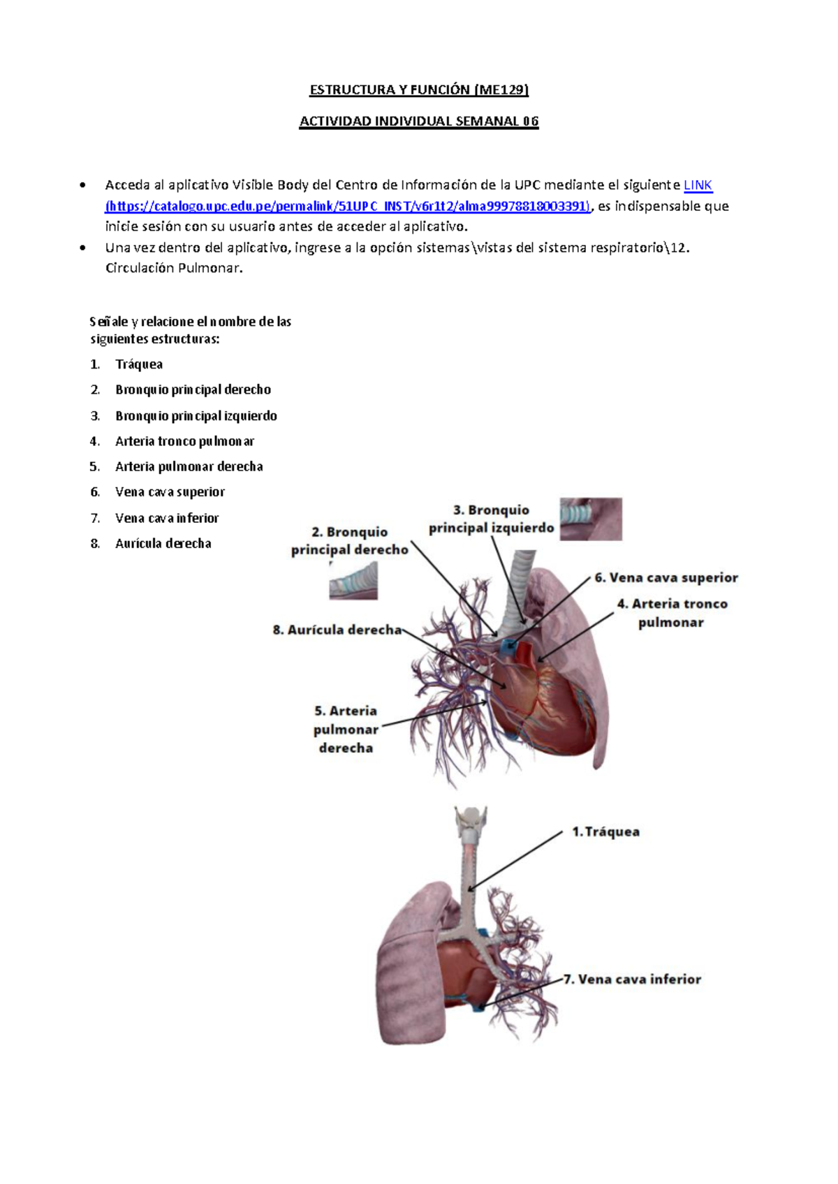ME129 Ey F Tarea Sem06 33 - ESTRUCTURA Y FUNCIÓN (ME1 29 ) ACTIVIDAD ...