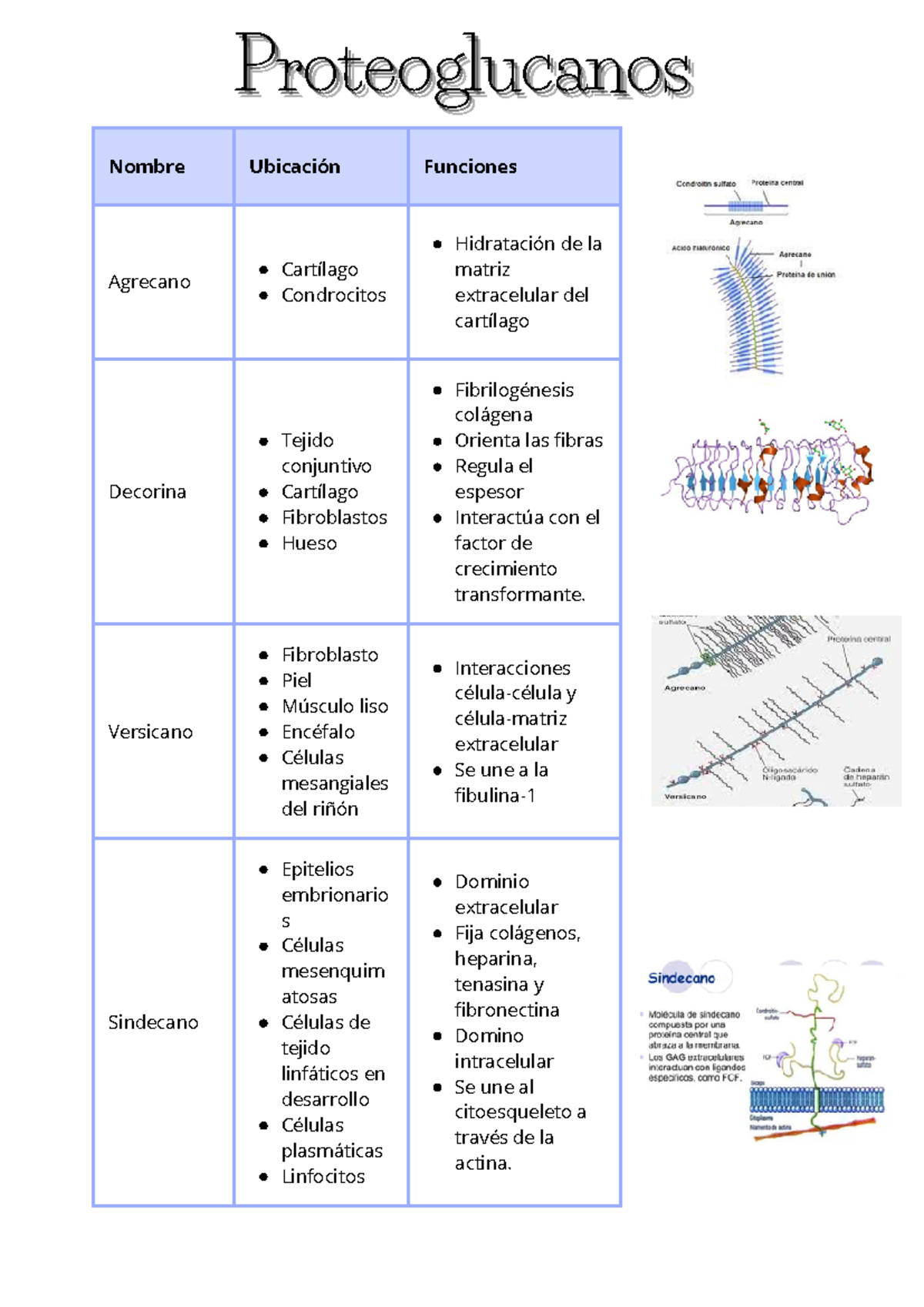 Glucosaminoglucanos - Nombre Ubicación Funciones Agrecano Cartílago ...