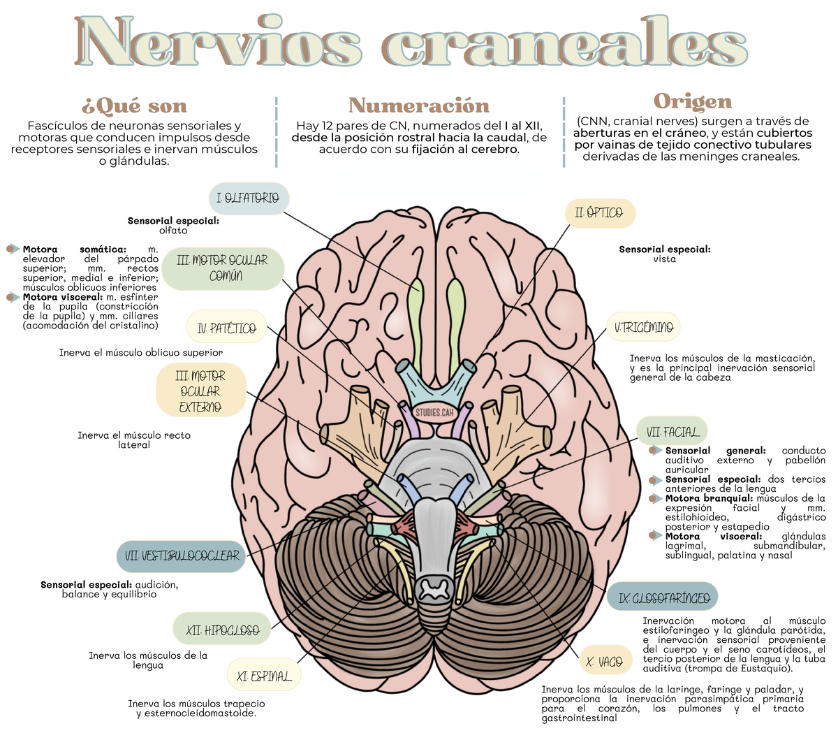 Nervios craneales - Nervios cranealesNervios cranealesNervios craneales II. ÓPTICO VÉMINO VII ...