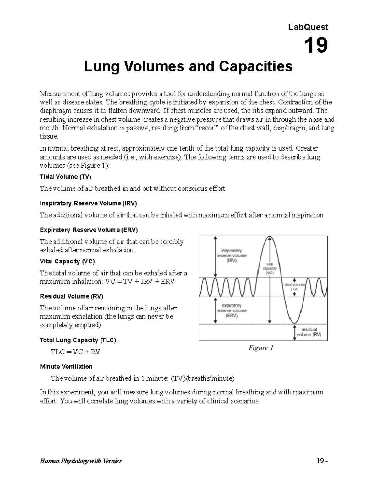 19 Lung Volumes LQ - Lung Volume lab answers - 19 Lung Volumes and ...