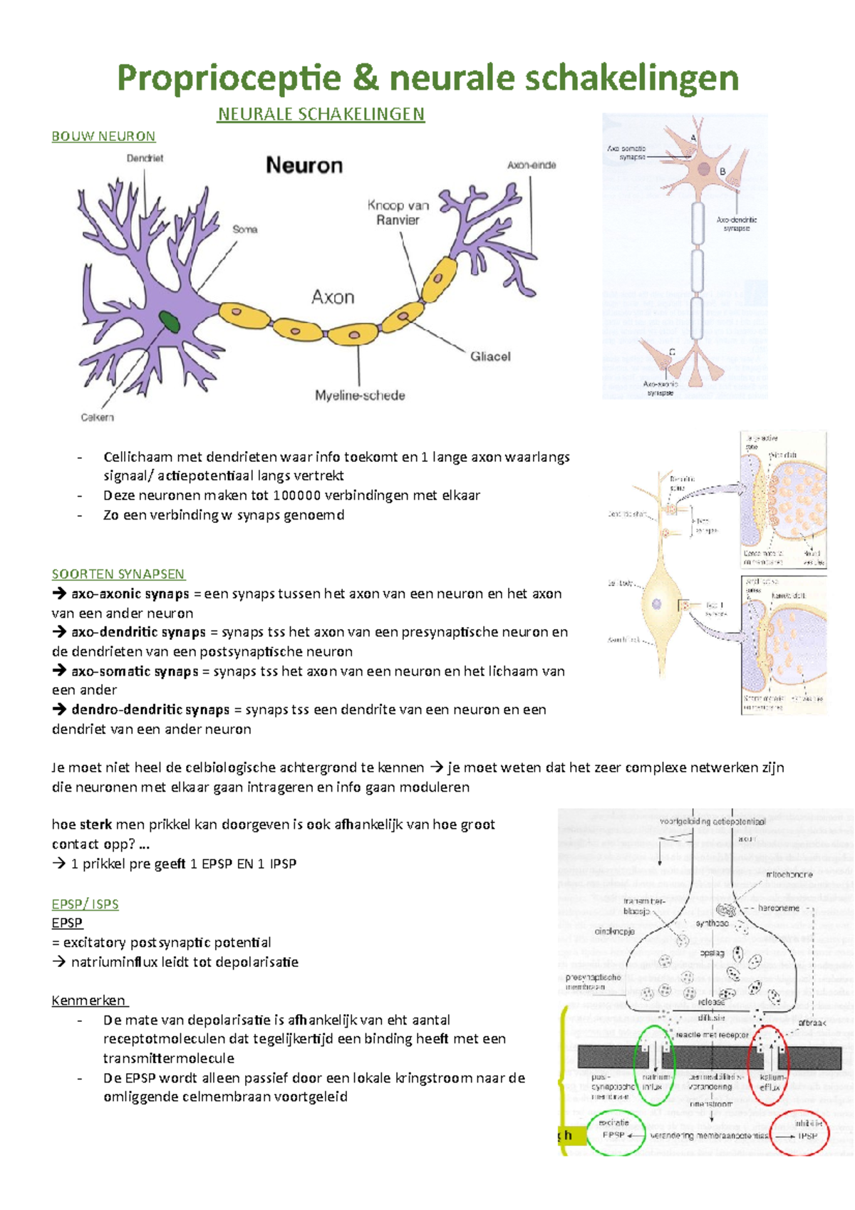 Propriceptie & Neurale Schakeling HC+OG - Proprioceptie & neurale schakelingen NEURALE - Studocu