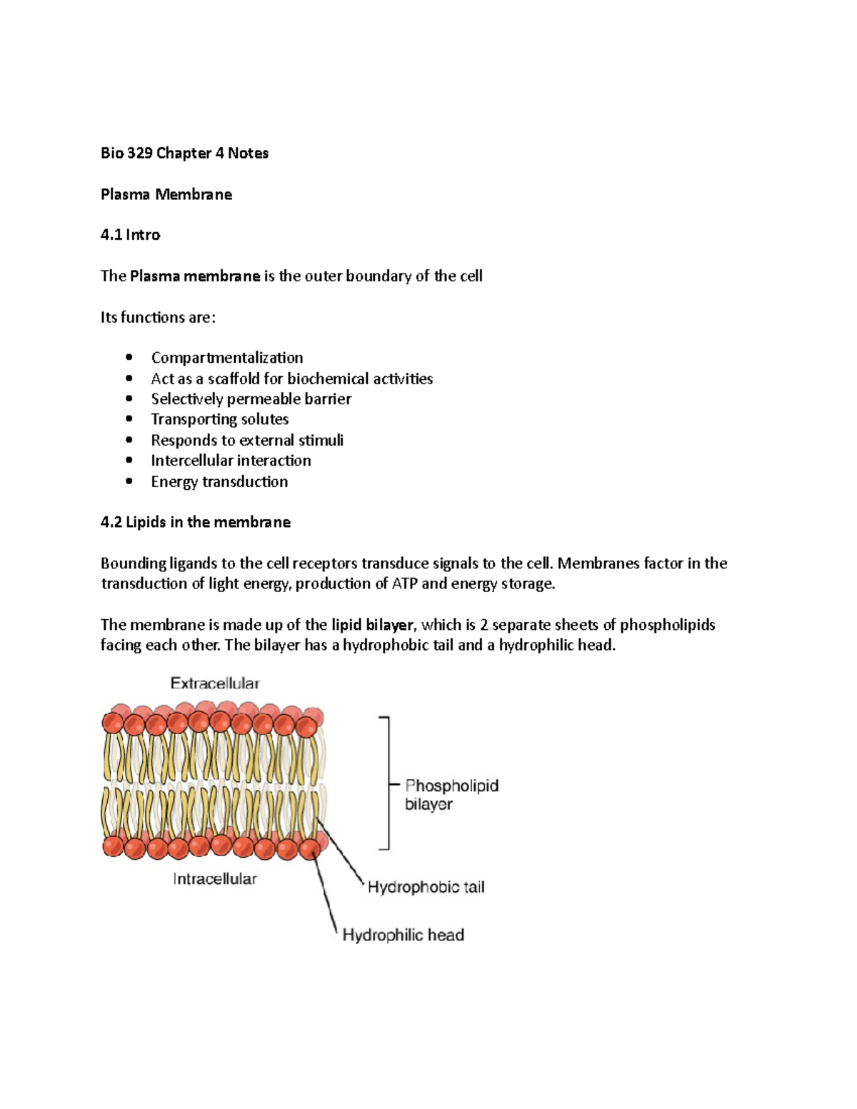 Bio 329 Chapter 4 Notes - Bio 329 Chapter 4 Notes Plasma Membrane 4 ...